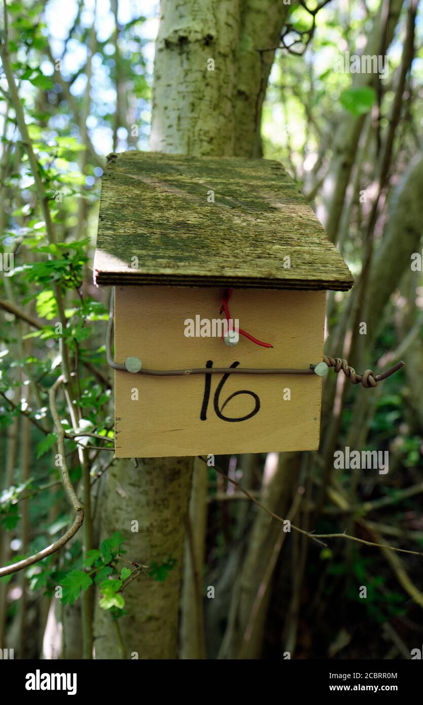Hazel dormouse at nest hi-res stock photography and images - Alamy