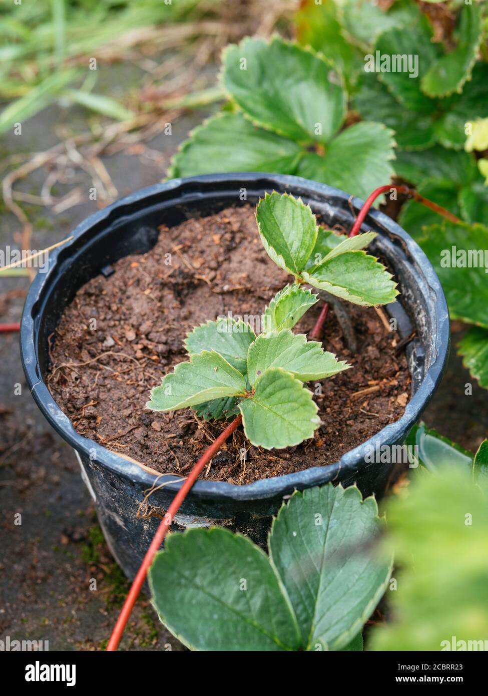 Propagating strawberry plant hi-res stock photography and images - Alamy