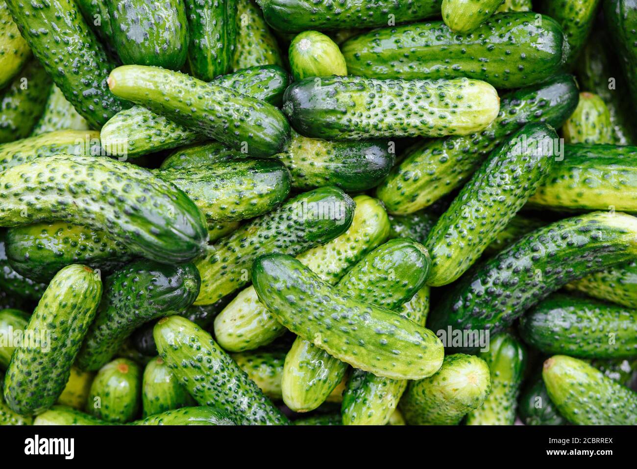 Organic cucumber plants hi-res stock photography and images - Alamy