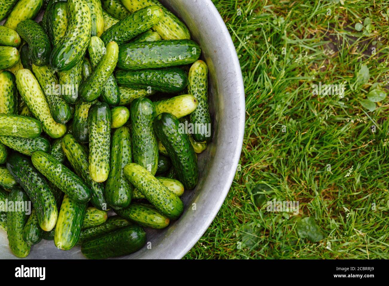 Cucumber Grass High Resolution Stock Photography and Images - Alamy