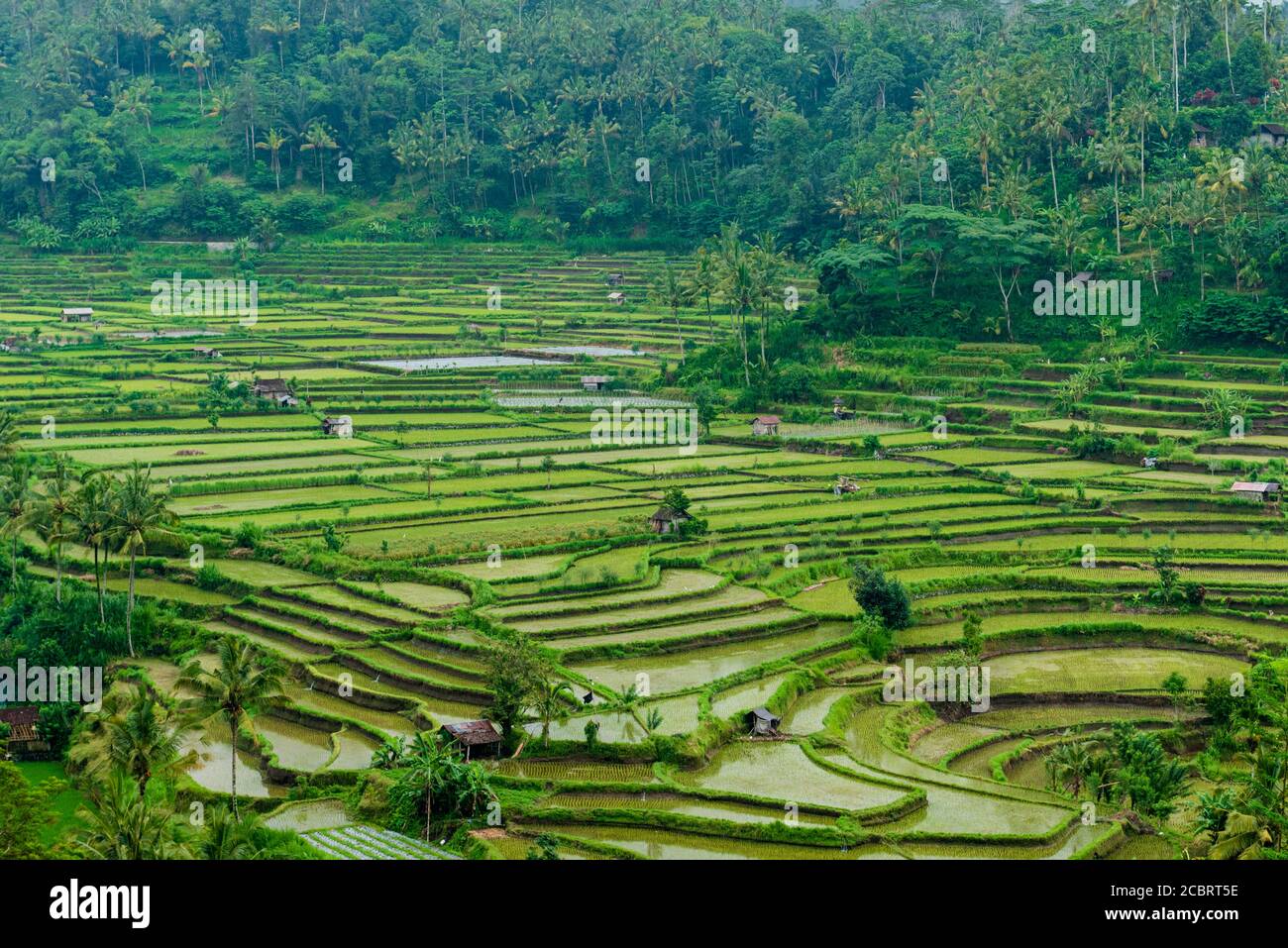 Rice Paddy Terrace