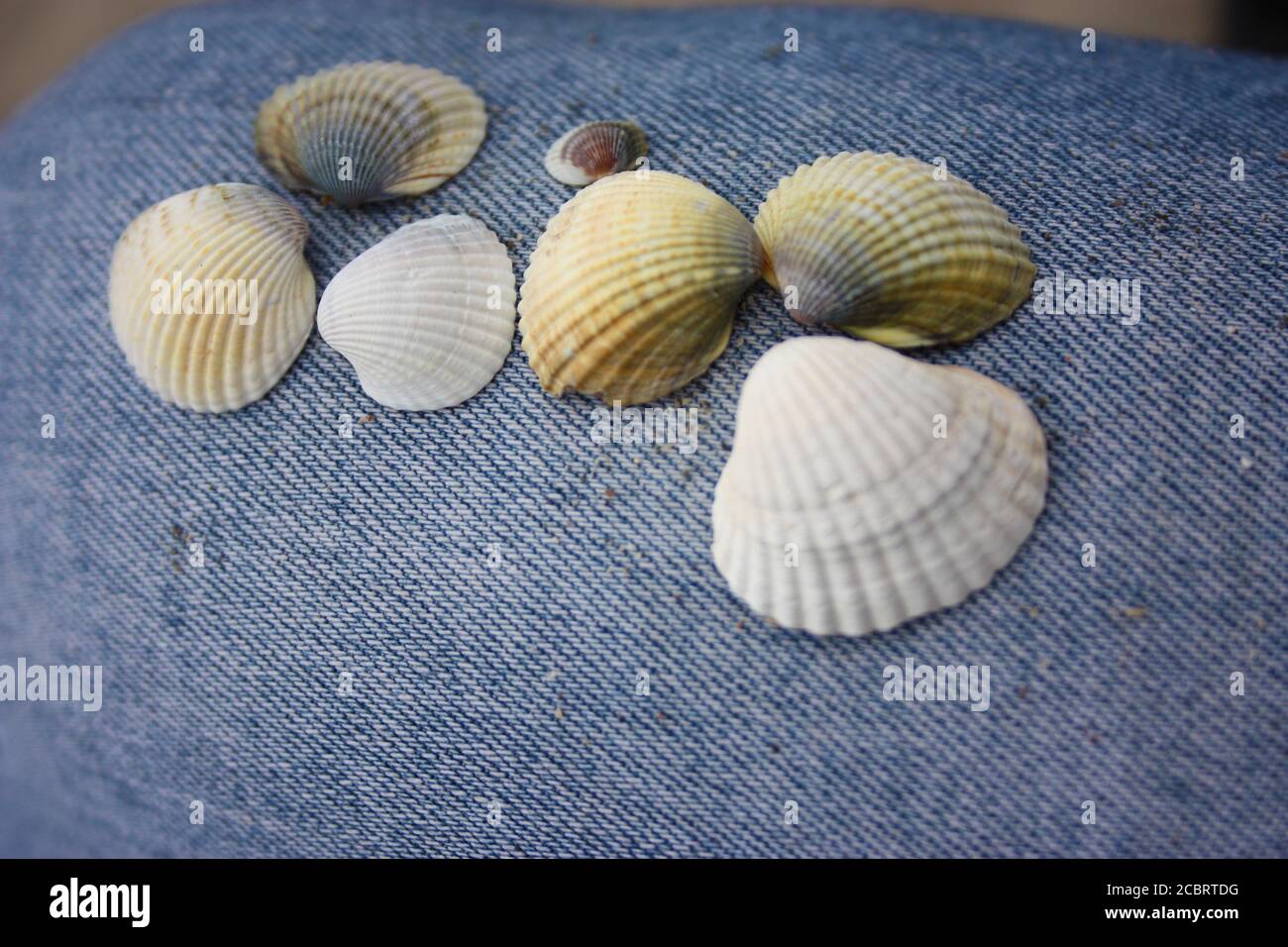 Many Shells High Resolution Stock Photography and Images - Alamy