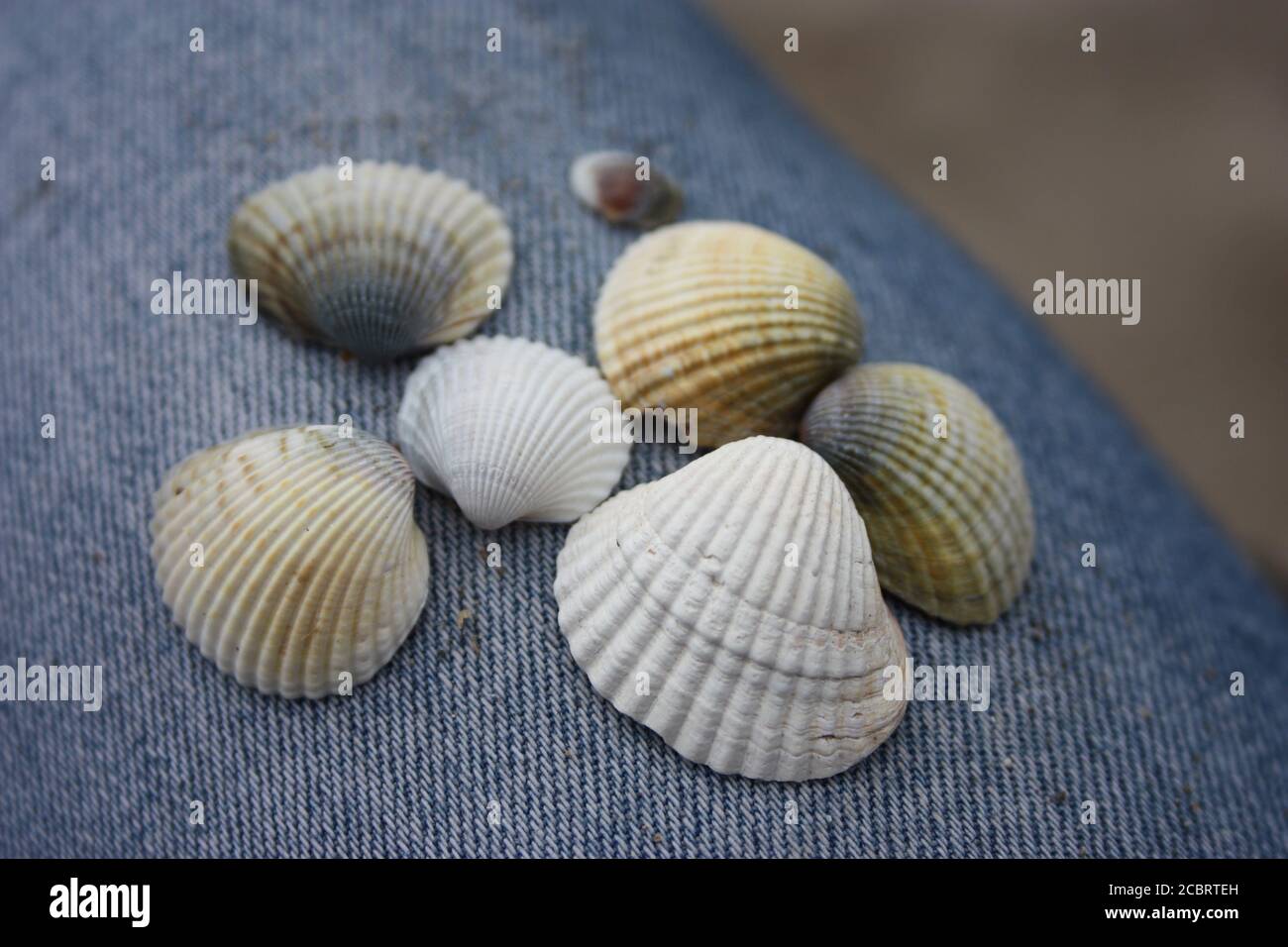 Woman lying with shell on beach hi-res stock photography and images - Alamy
