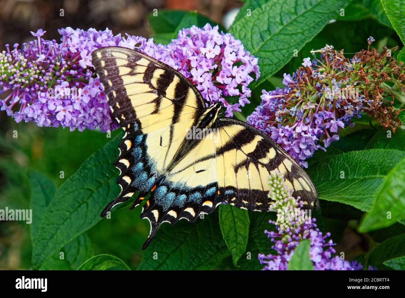 Female eastern tiger swallowtail butterfly hi-res stock photography and ...