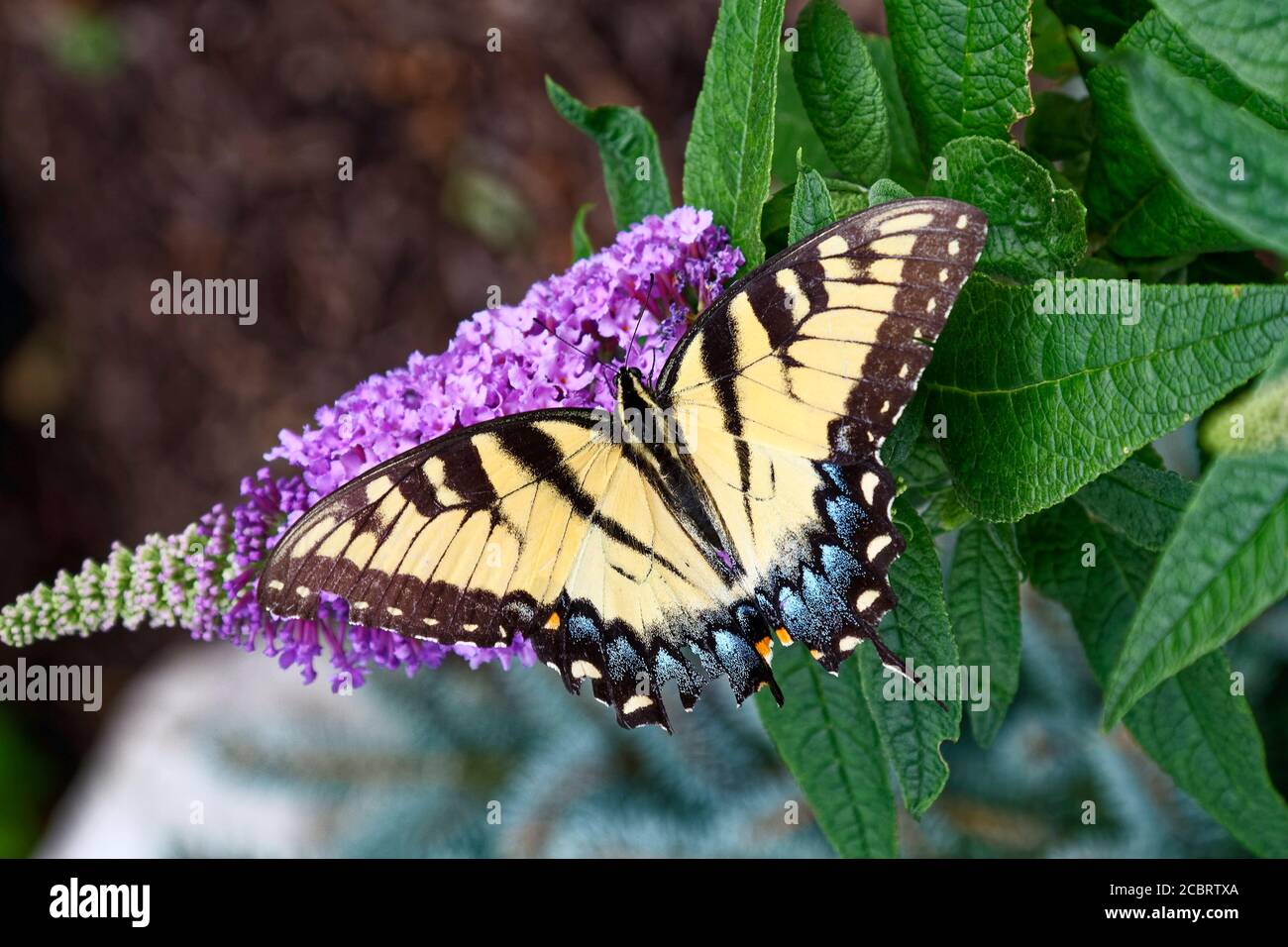 Eastern Tiger Swallowtail butterfly, close-up, large insect, upperside ...