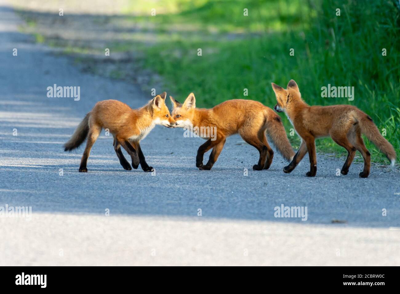 The fox brothers in my country Stock Photo - Alamy