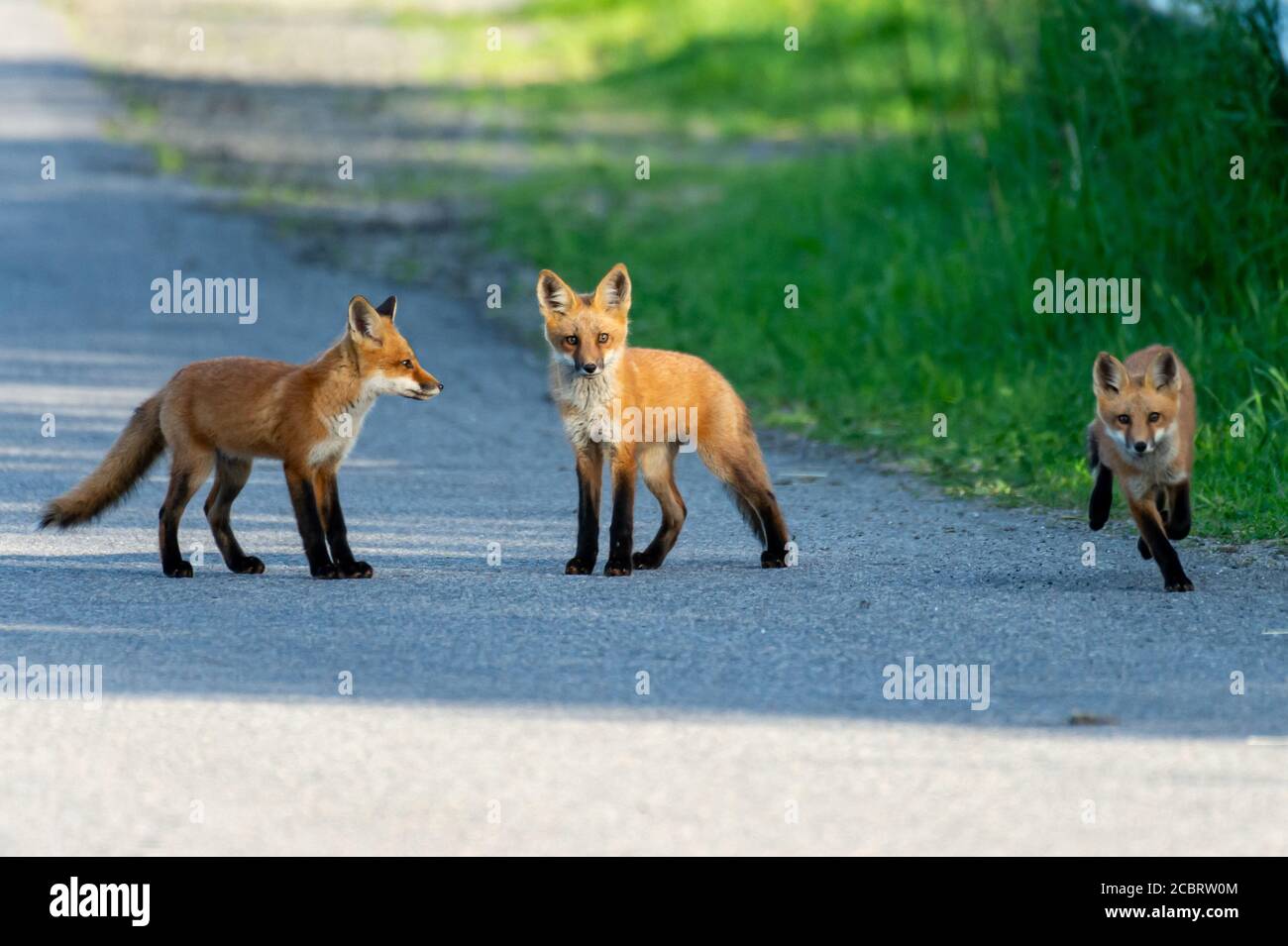 The fox brothers in my country Stock Photo - Alamy
