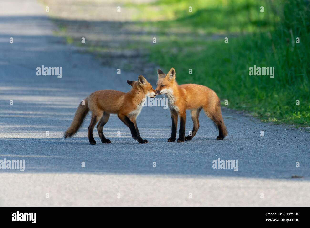 The fox brothers in my country Stock Photo - Alamy