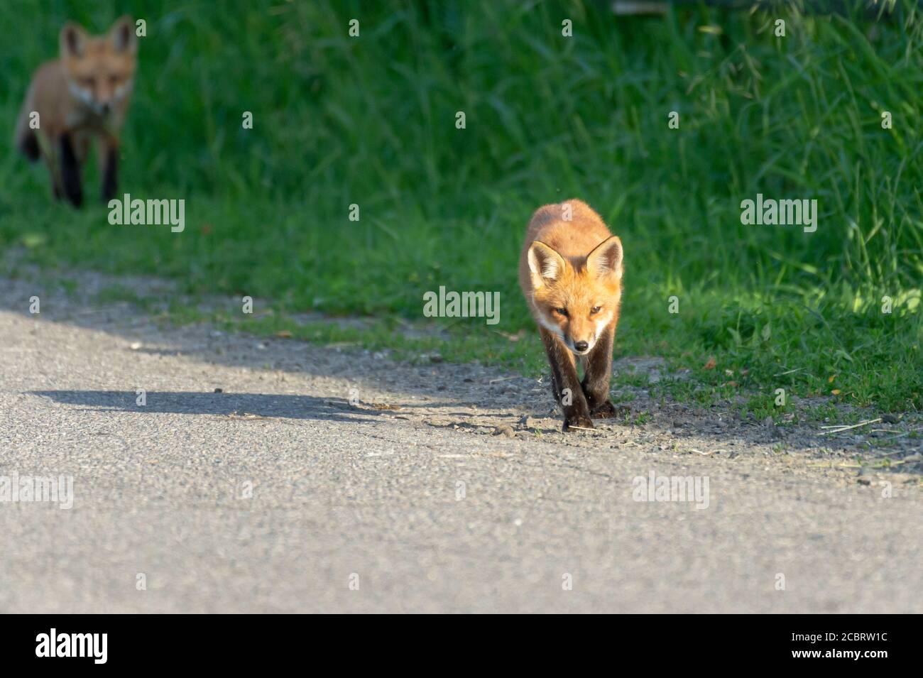 The fox brothers in my country Stock Photo - Alamy