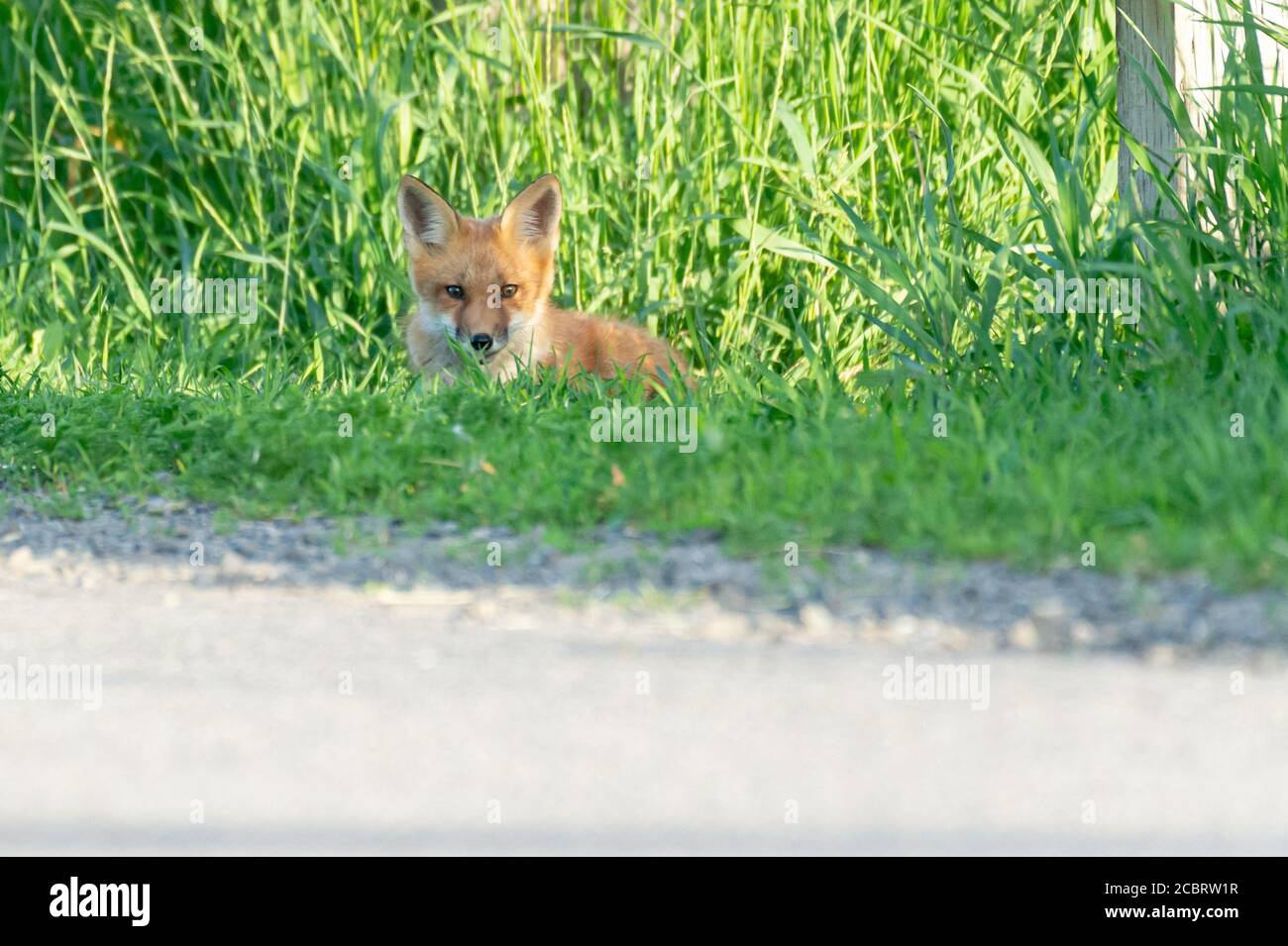 The fox brothers in my country Stock Photo - Alamy
