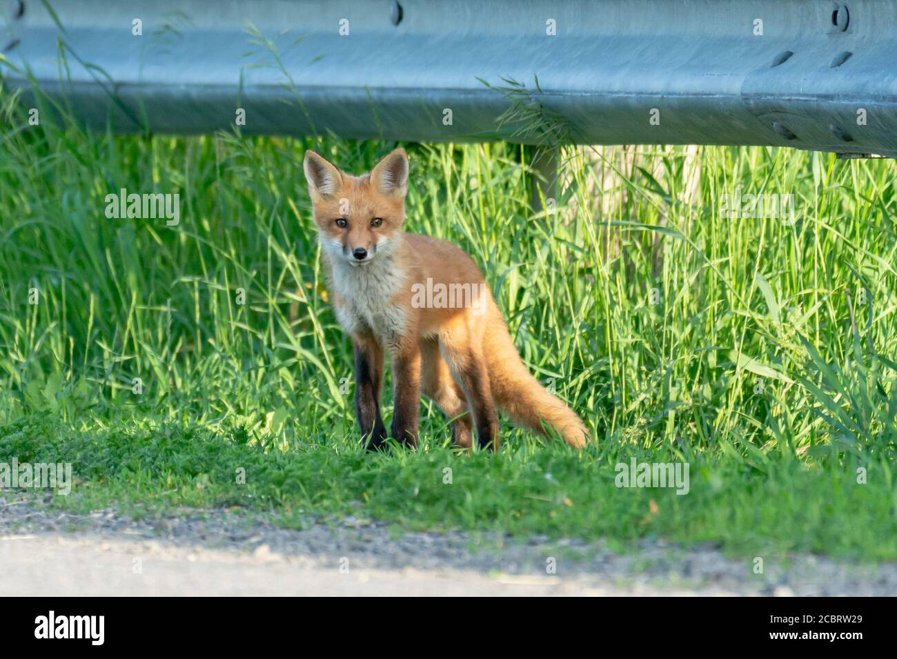 The fox brothers in my country Stock Photo - Alamy