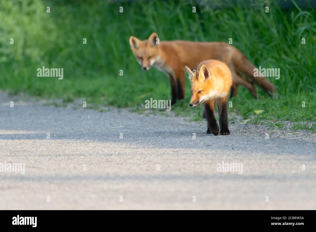 The fox brothers in my country Stock Photo - Alamy