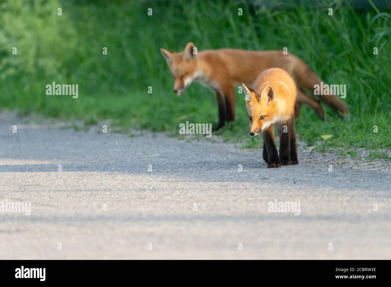 The fox brothers in my country Stock Photo - Alamy
