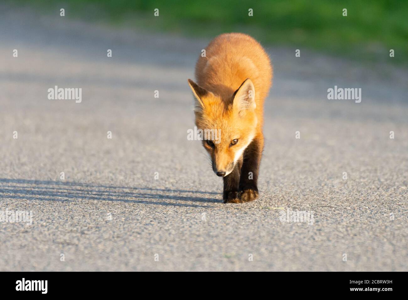 The fox brothers in my country Stock Photo - Alamy