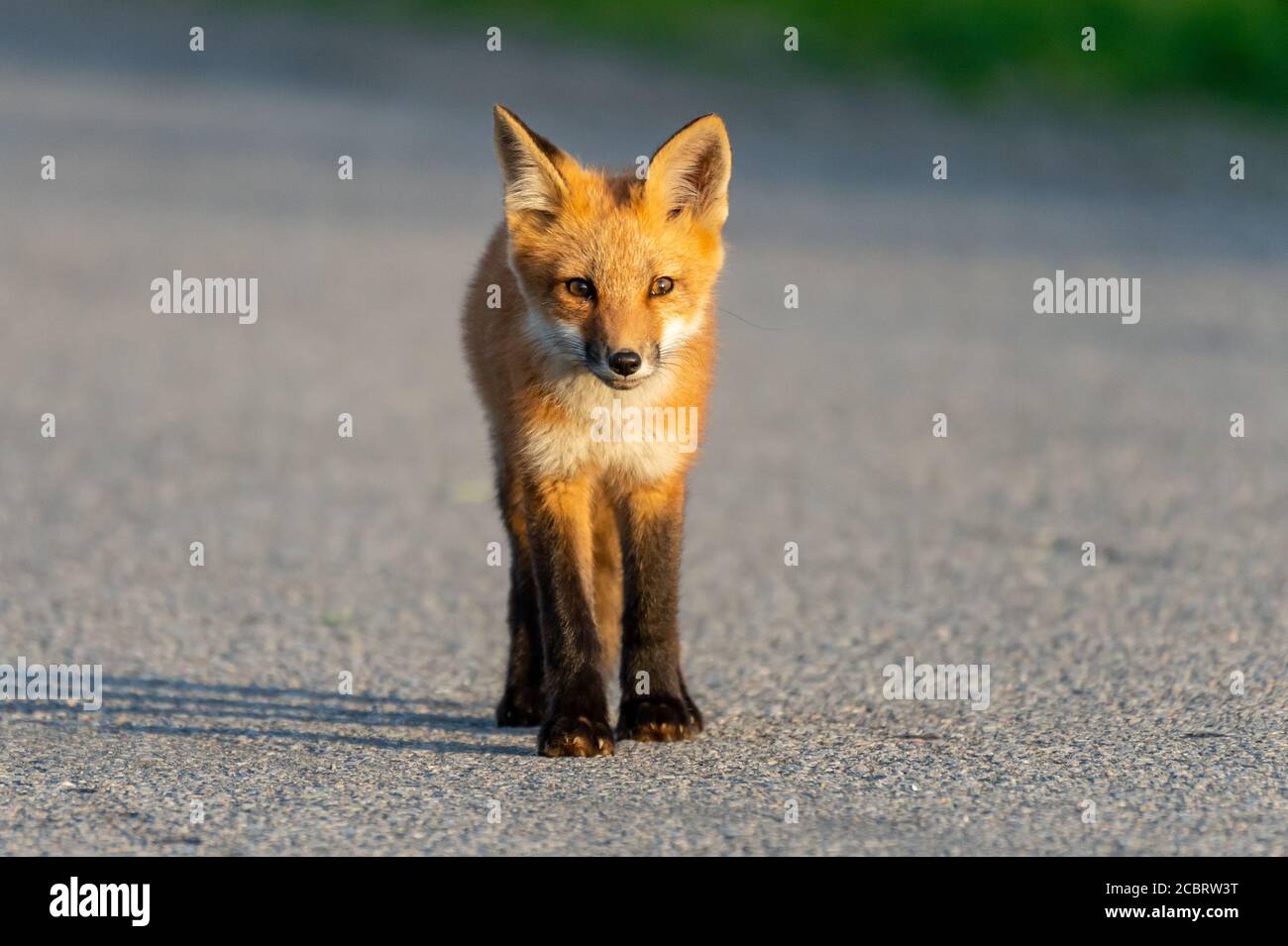 The fox brothers in my country Stock Photo - Alamy