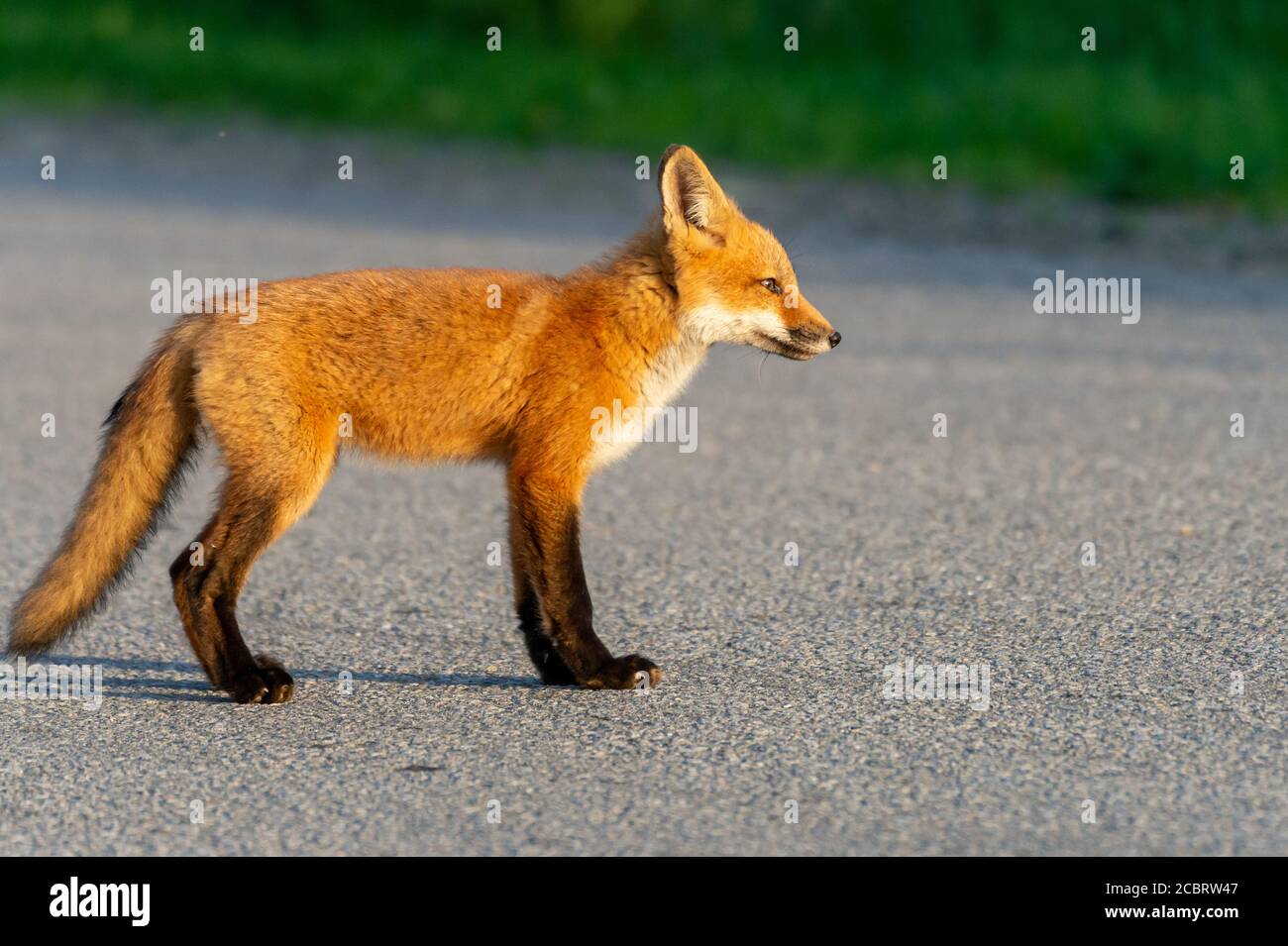 The fox brothers in my country Stock Photo - Alamy