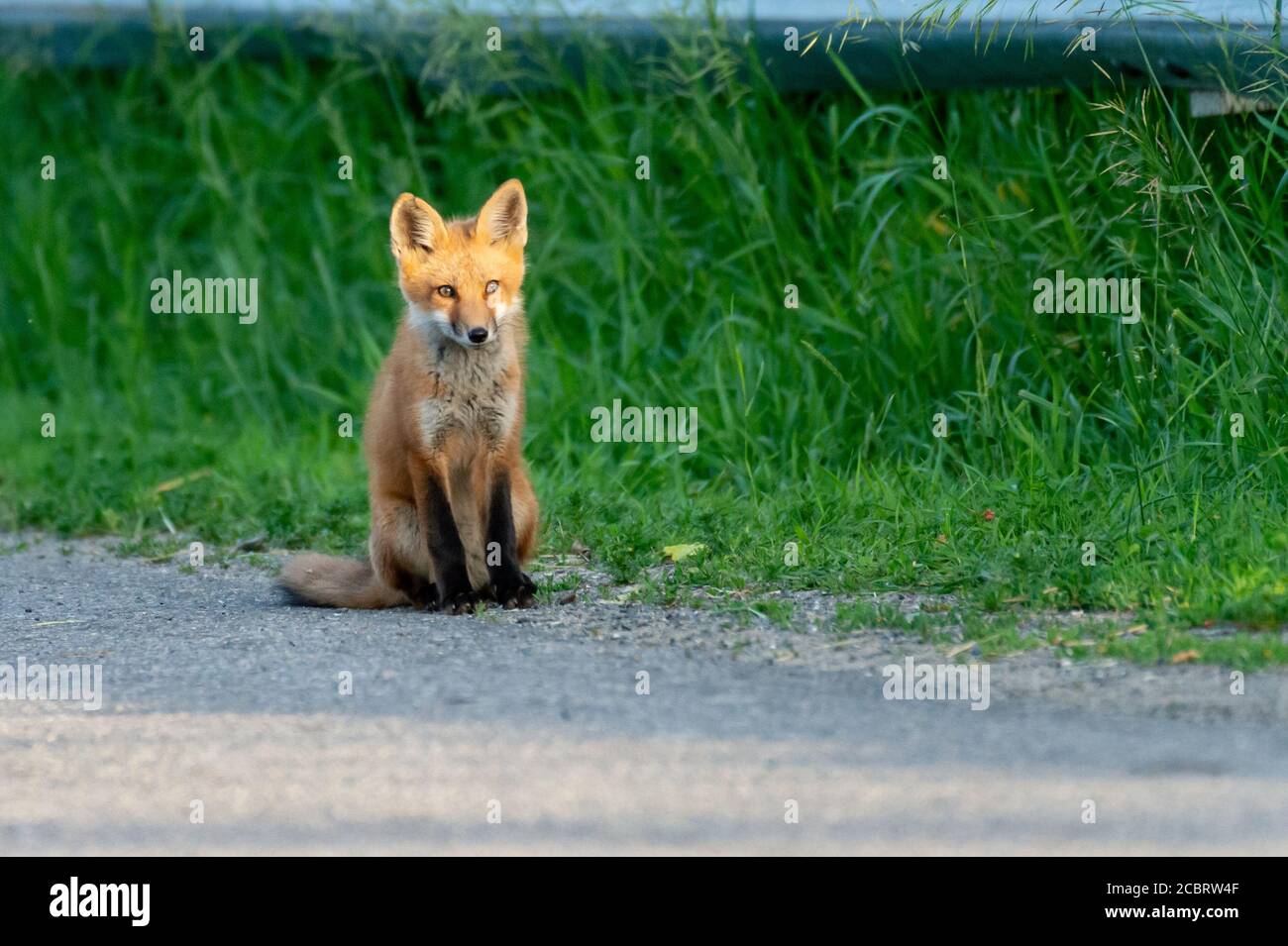 The fox brothers in my country Stock Photo - Alamy