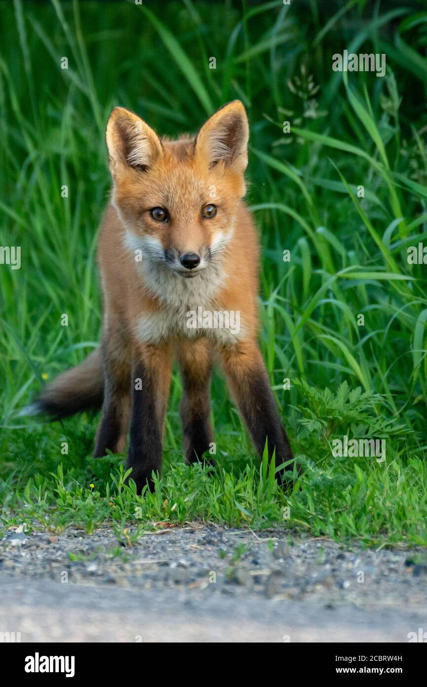 The fox brothers in my country Stock Photo - Alamy