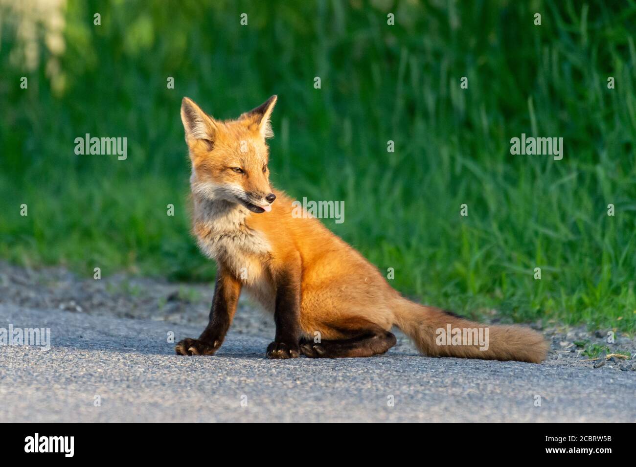 The fox brothers in my country Stock Photo - Alamy