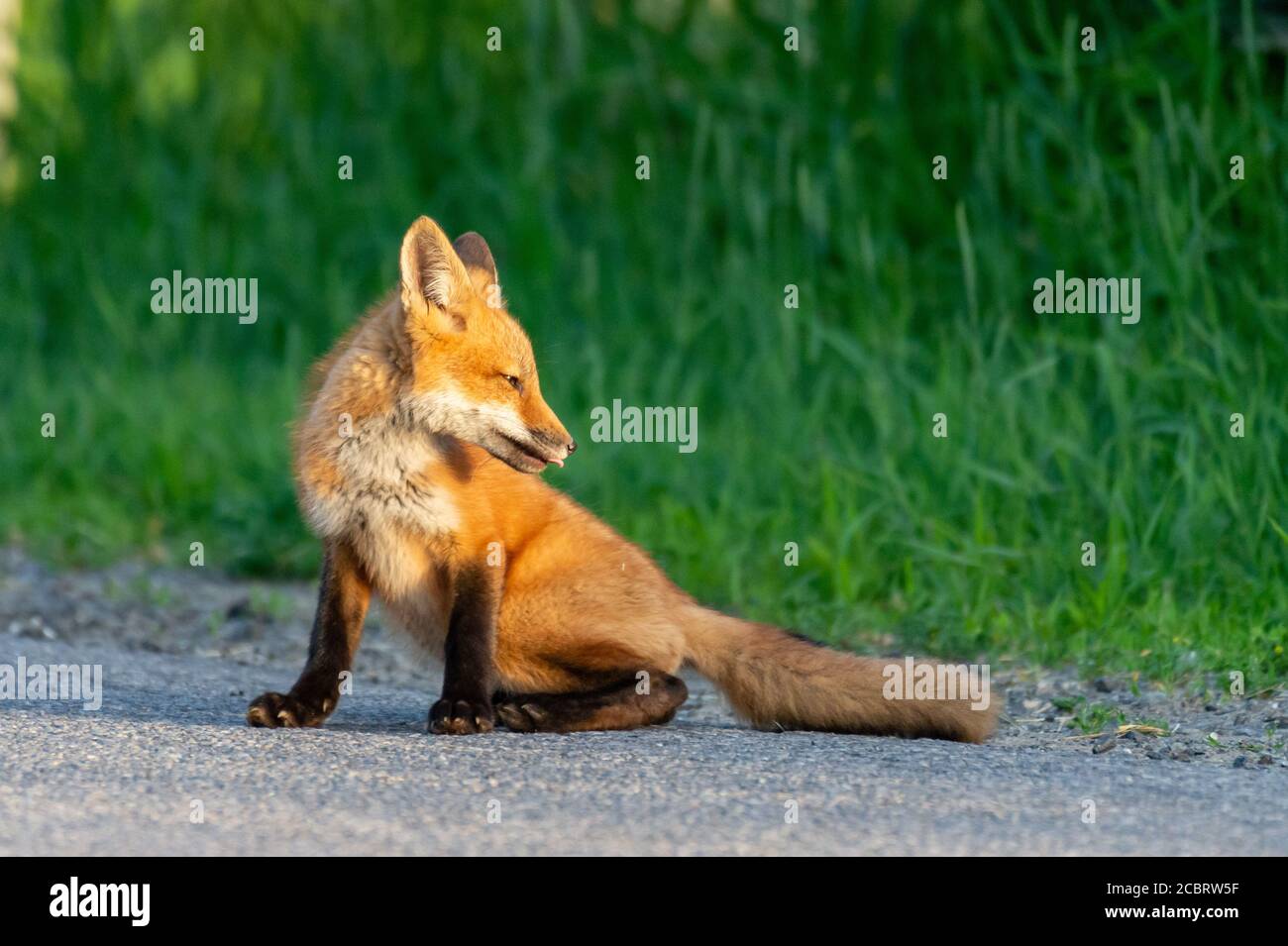 The fox brothers in my country Stock Photo - Alamy