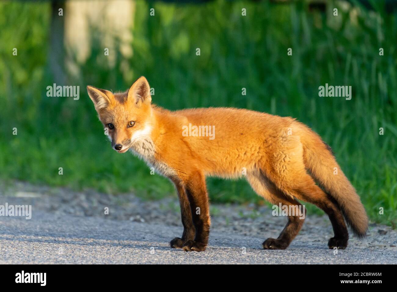 The fox brothers in my country Stock Photo - Alamy