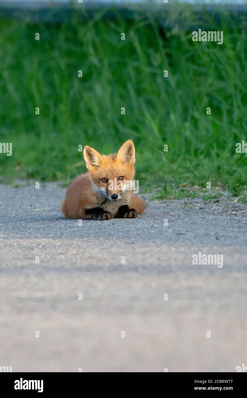 The fox brothers in my country Stock Photo - Alamy