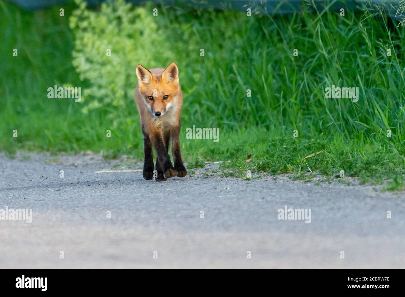 The fox brothers in my country Stock Photo - Alamy