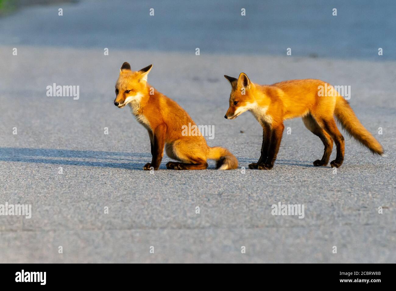 The fox brothers in my country Stock Photo - Alamy