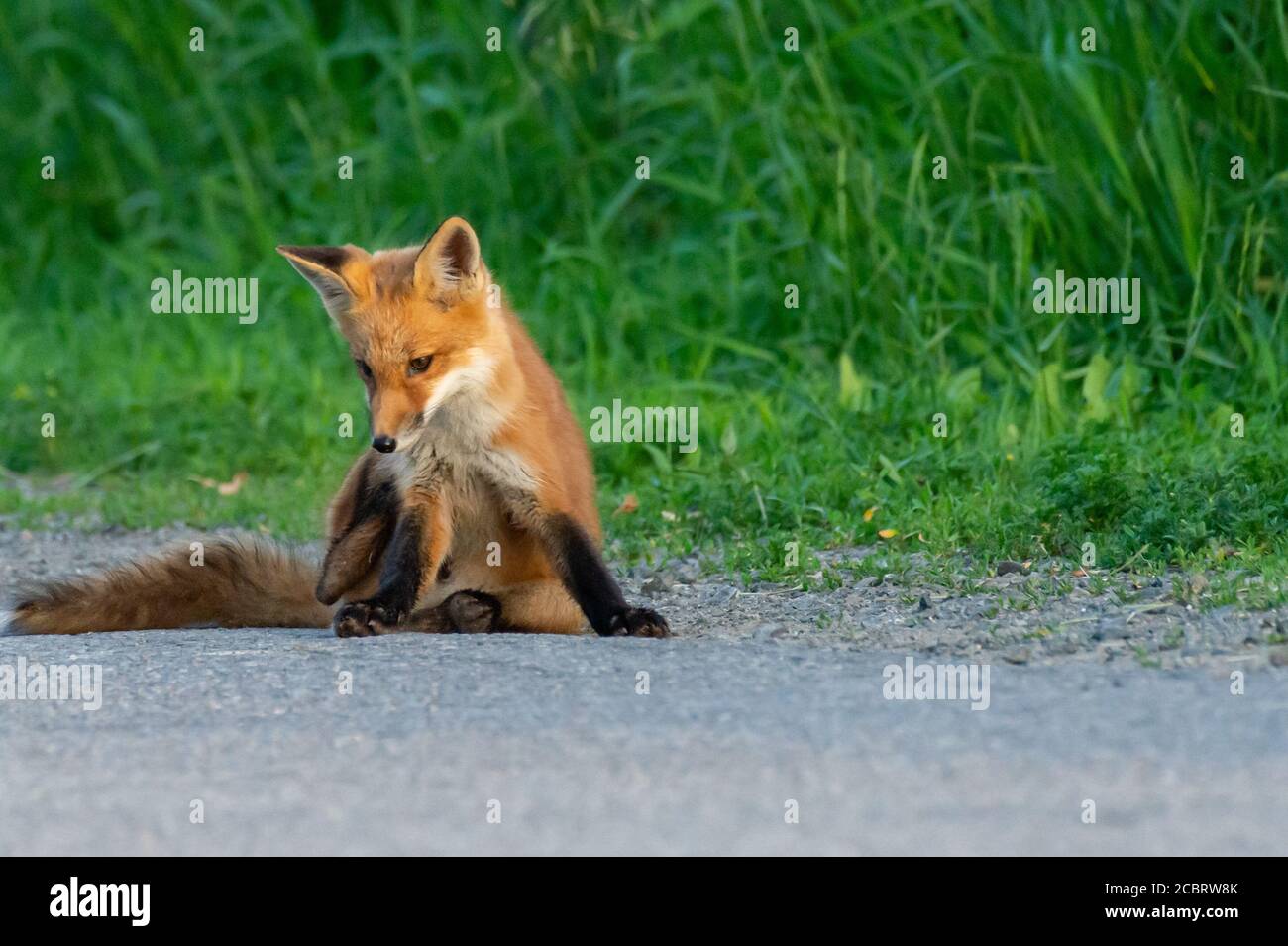 The fox brothers in my country Stock Photo - Alamy
