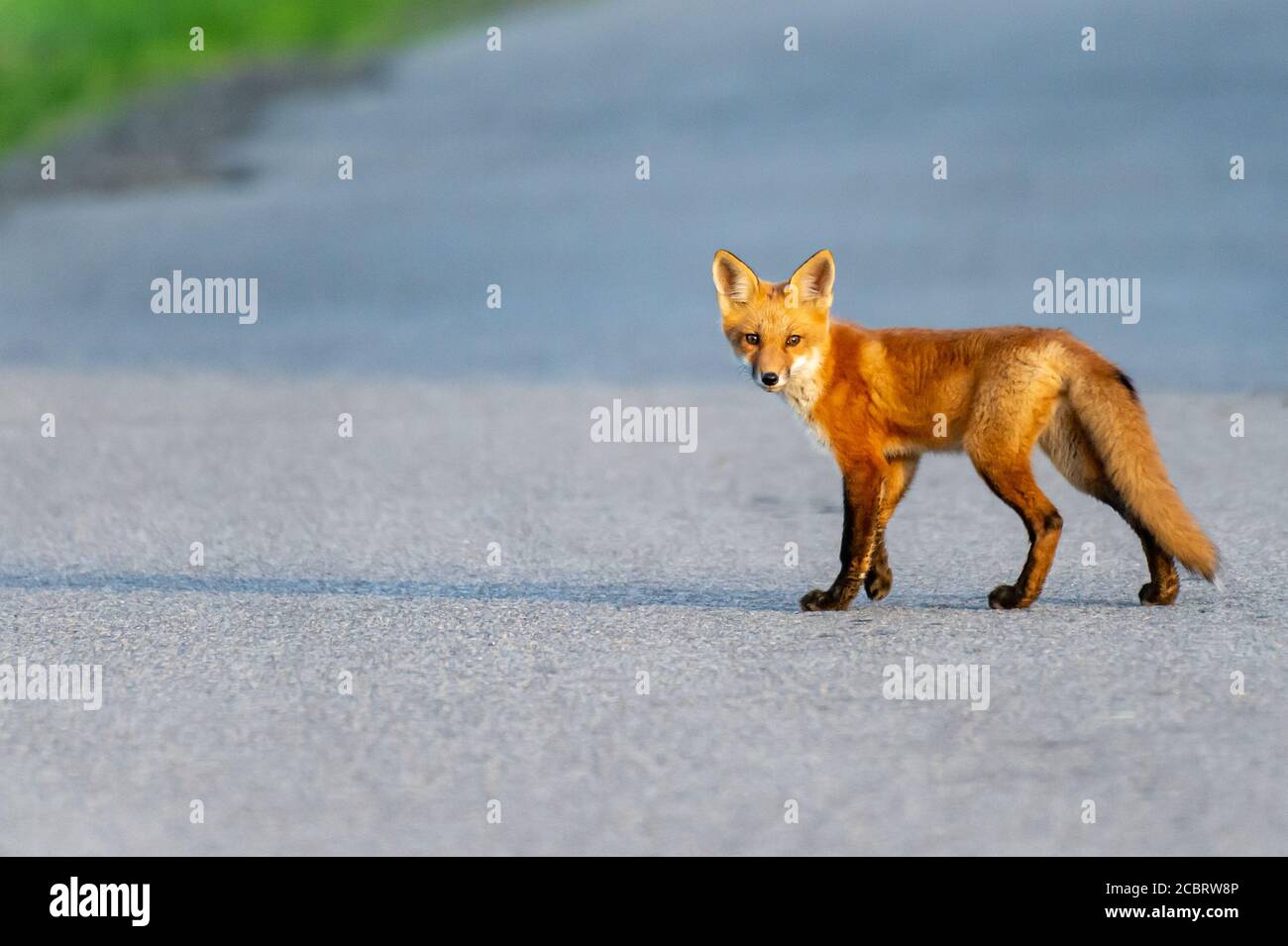 The fox brothers in my country Stock Photo - Alamy