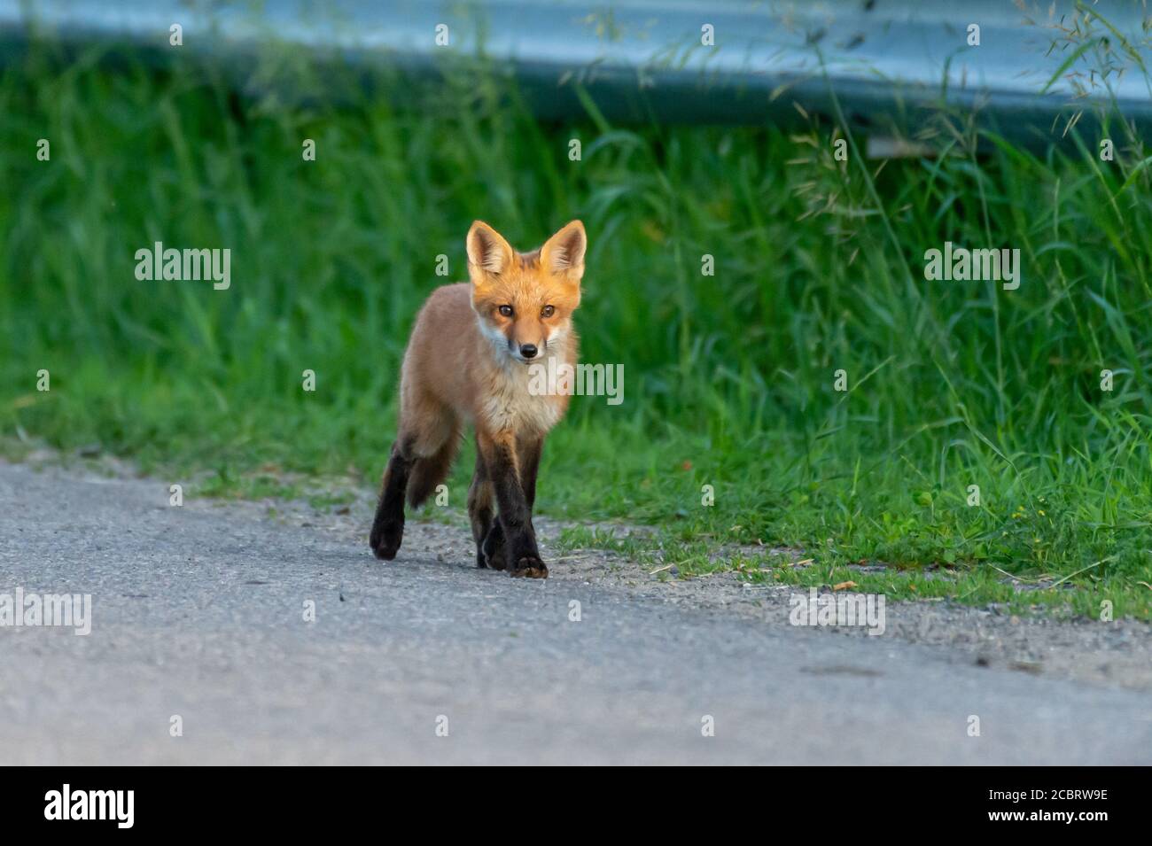 The fox brothers in my country Stock Photo - Alamy