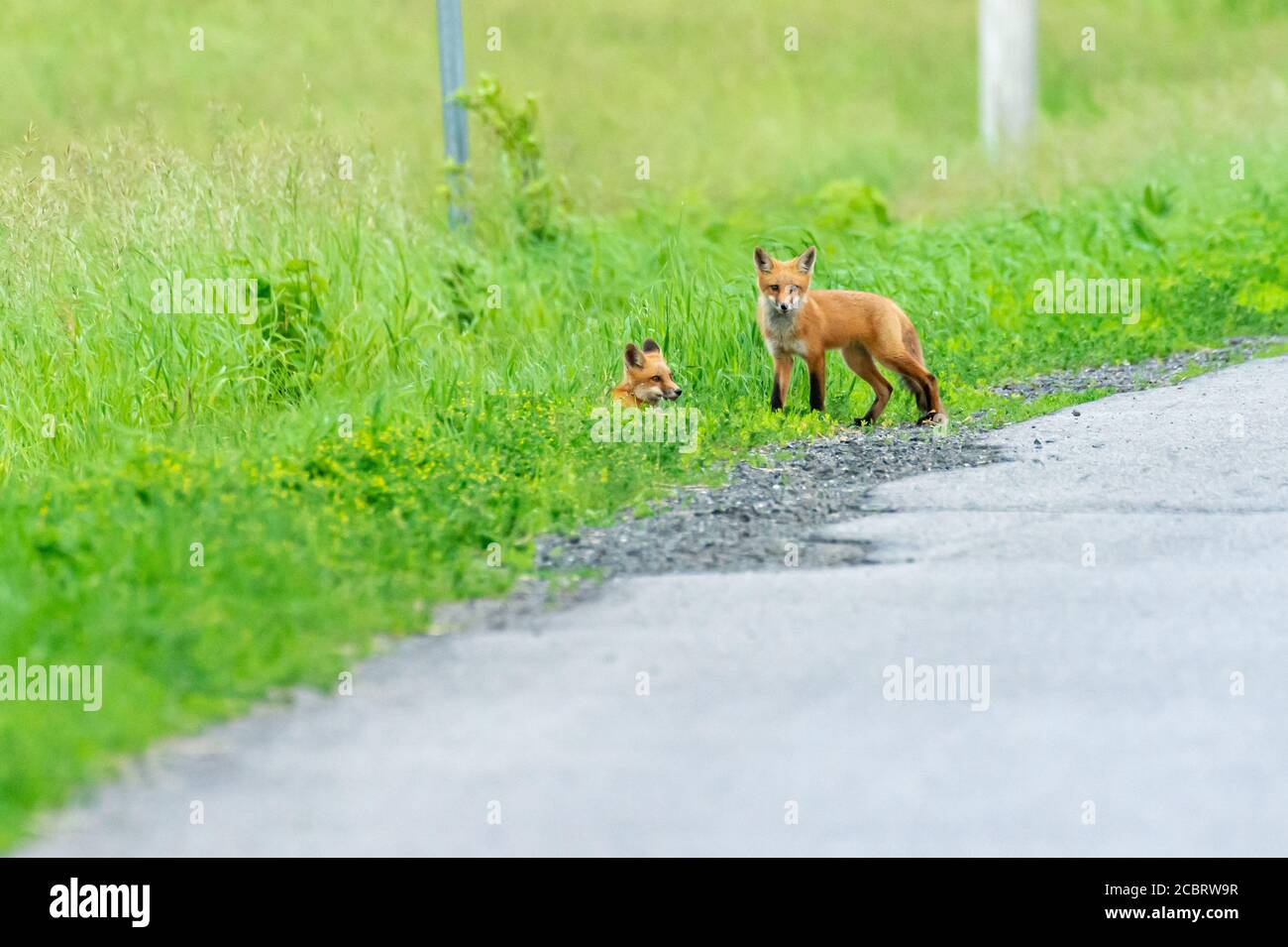 The fox brothers in my country Stock Photo - Alamy