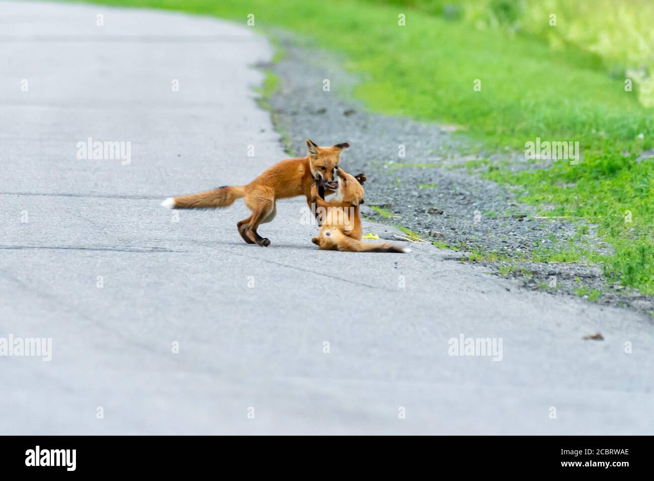 The fox brothers in my country Stock Photo - Alamy