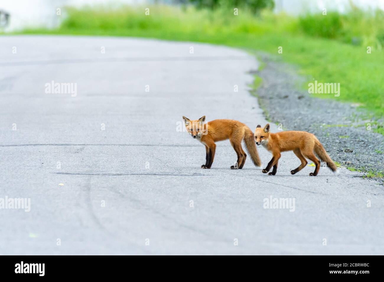 The fox brothers in my country Stock Photo - Alamy