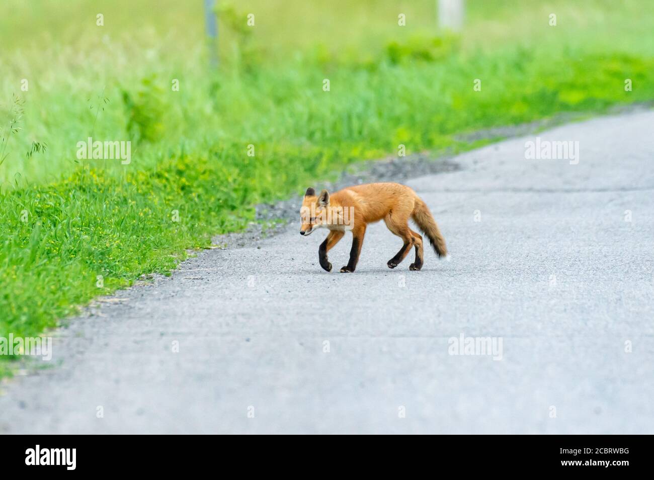 The fox brothers in my country Stock Photo - Alamy