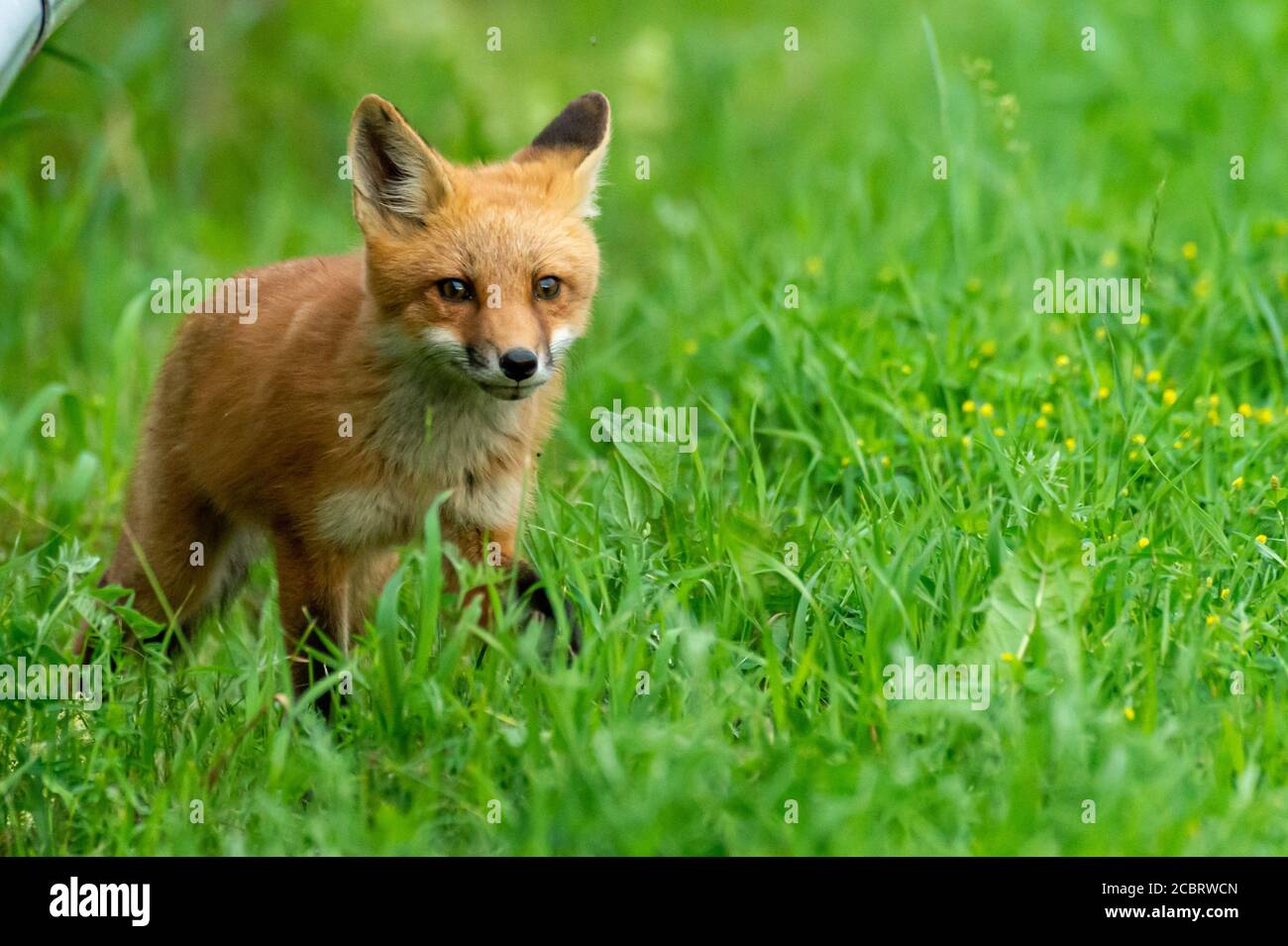 The fox brothers in my country Stock Photo - Alamy