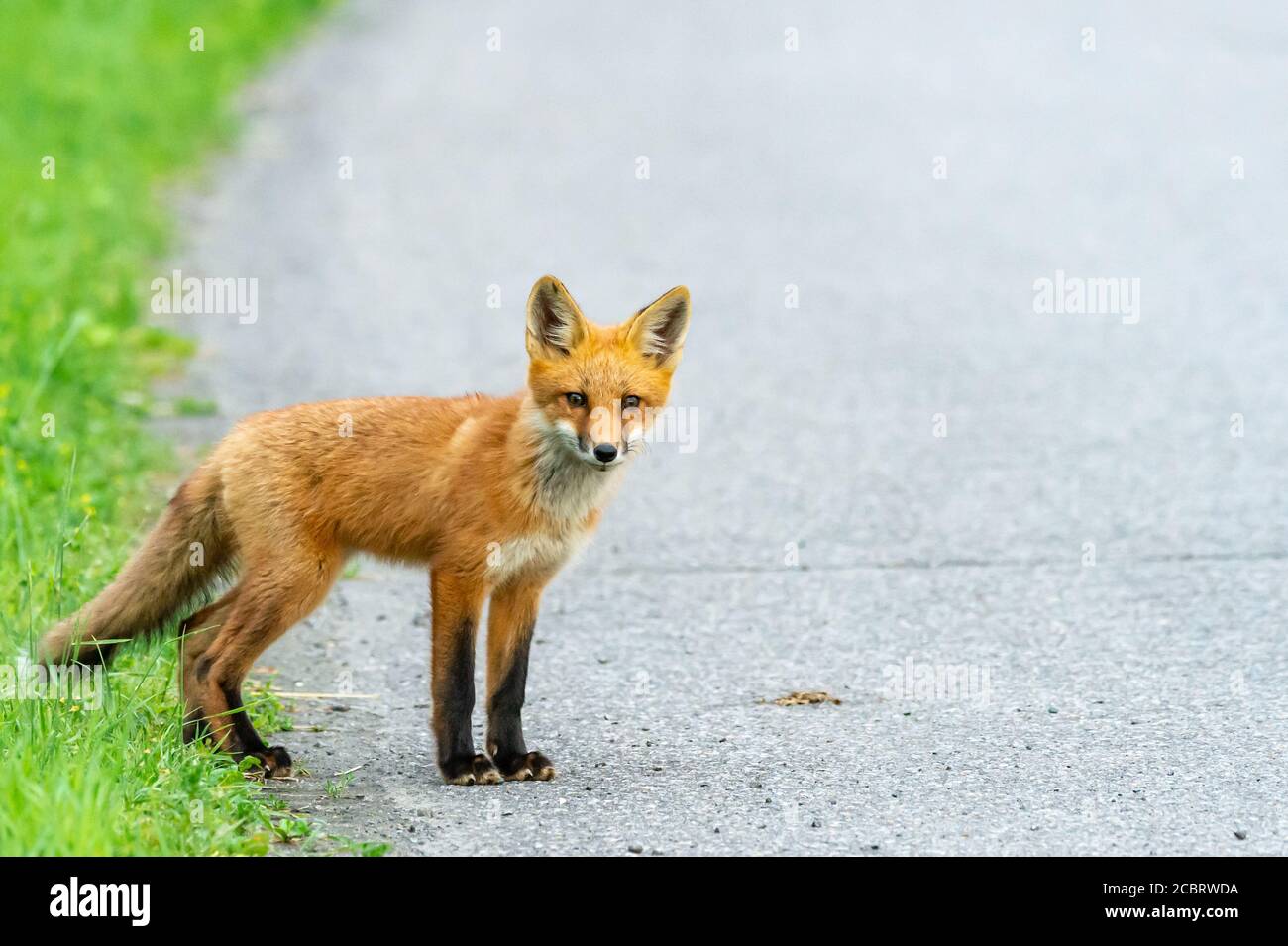 The fox brothers in my country Stock Photo - Alamy