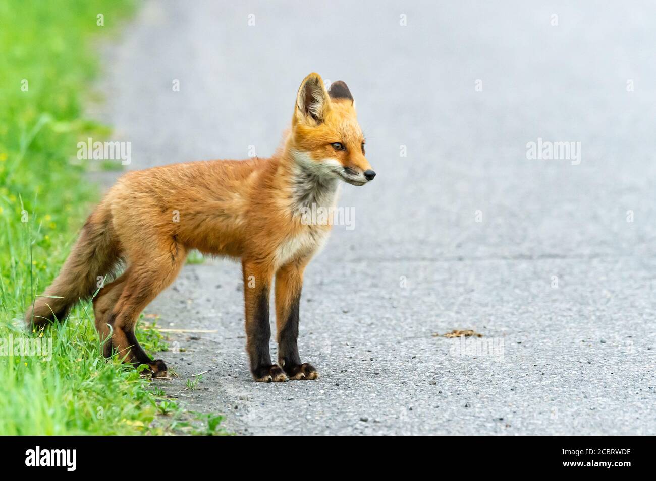 The fox brothers in my country Stock Photo - Alamy