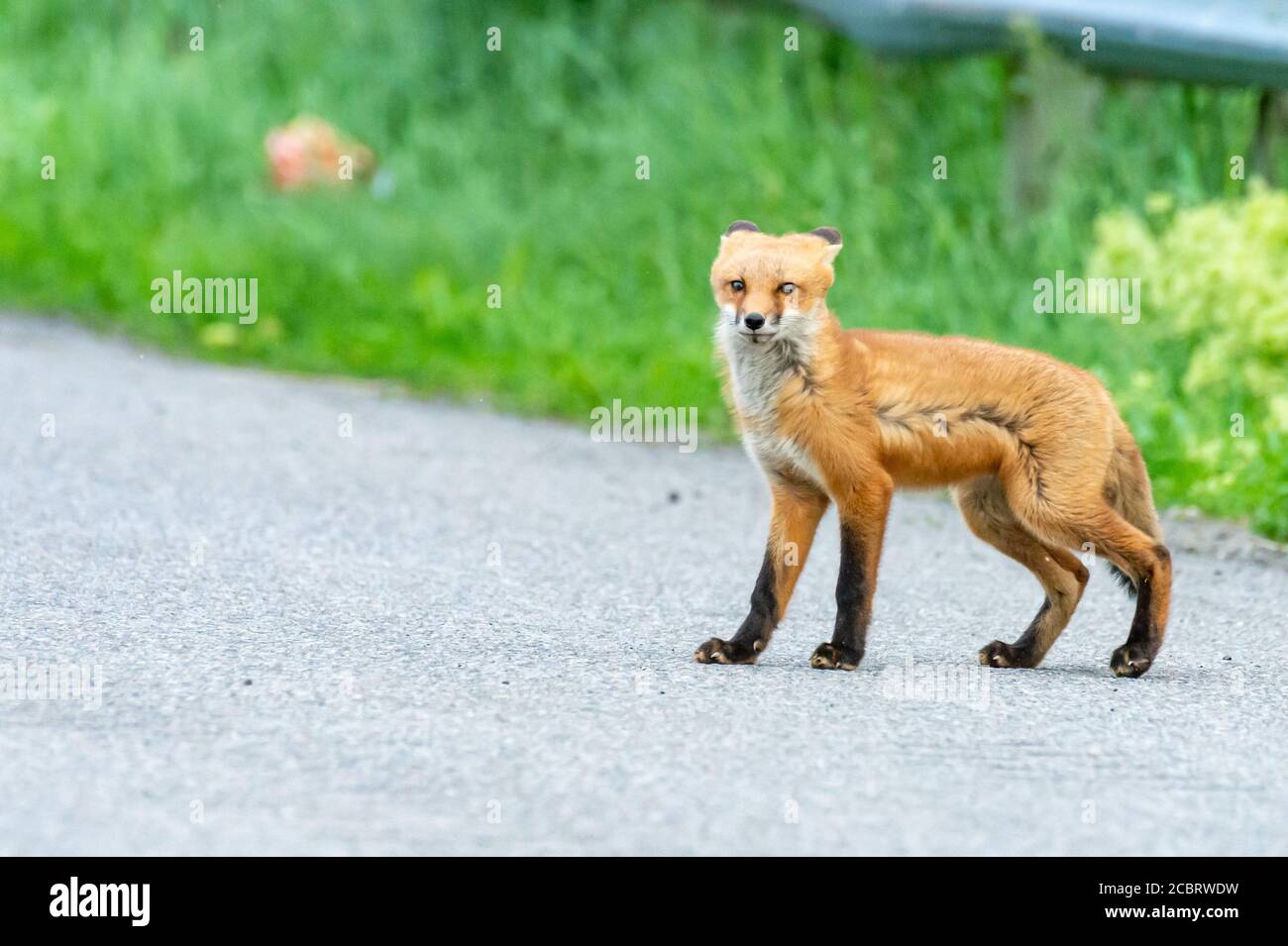 The fox brothers in my country Stock Photo - Alamy