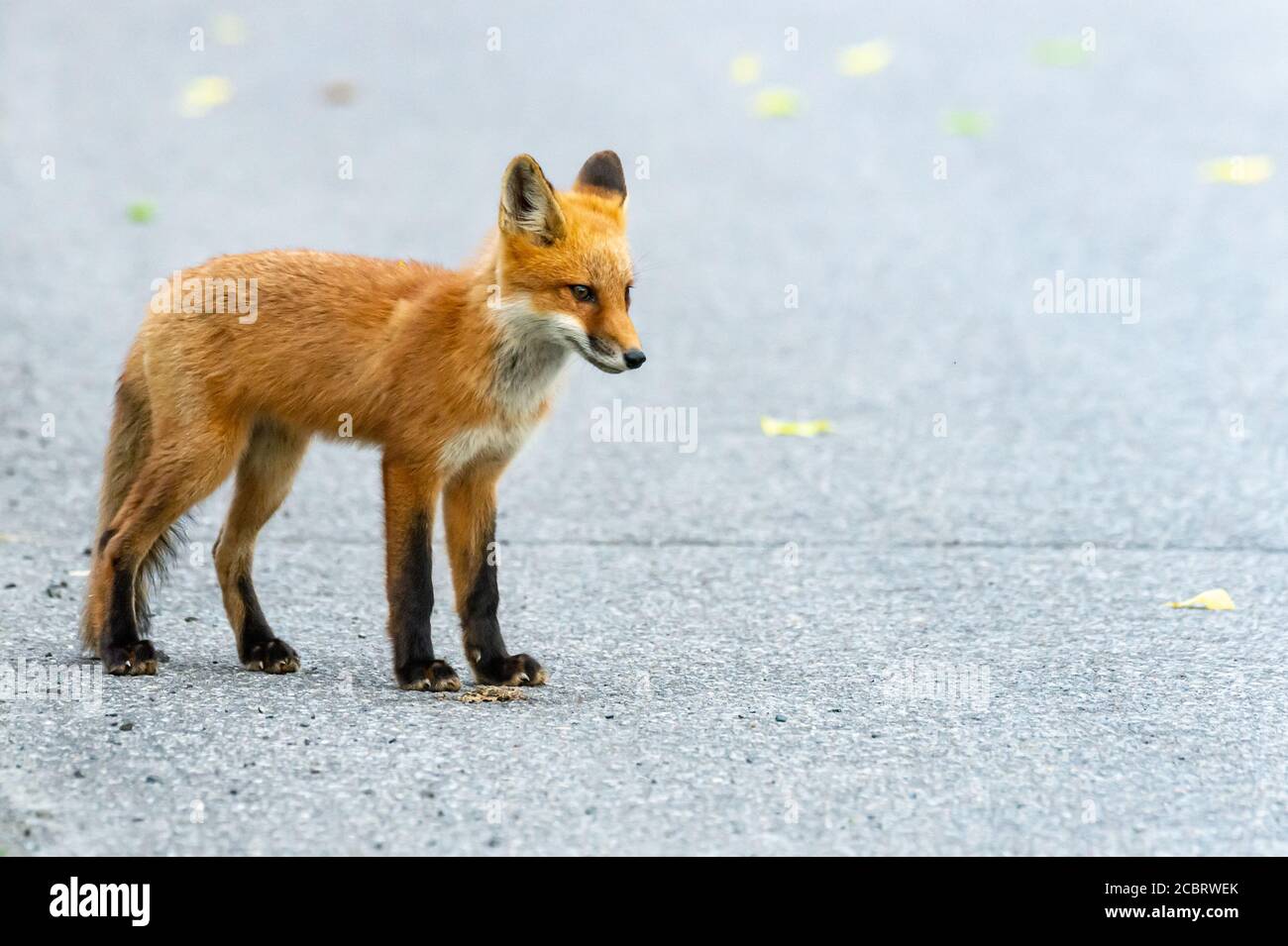 The fox brothers in my country Stock Photo - Alamy