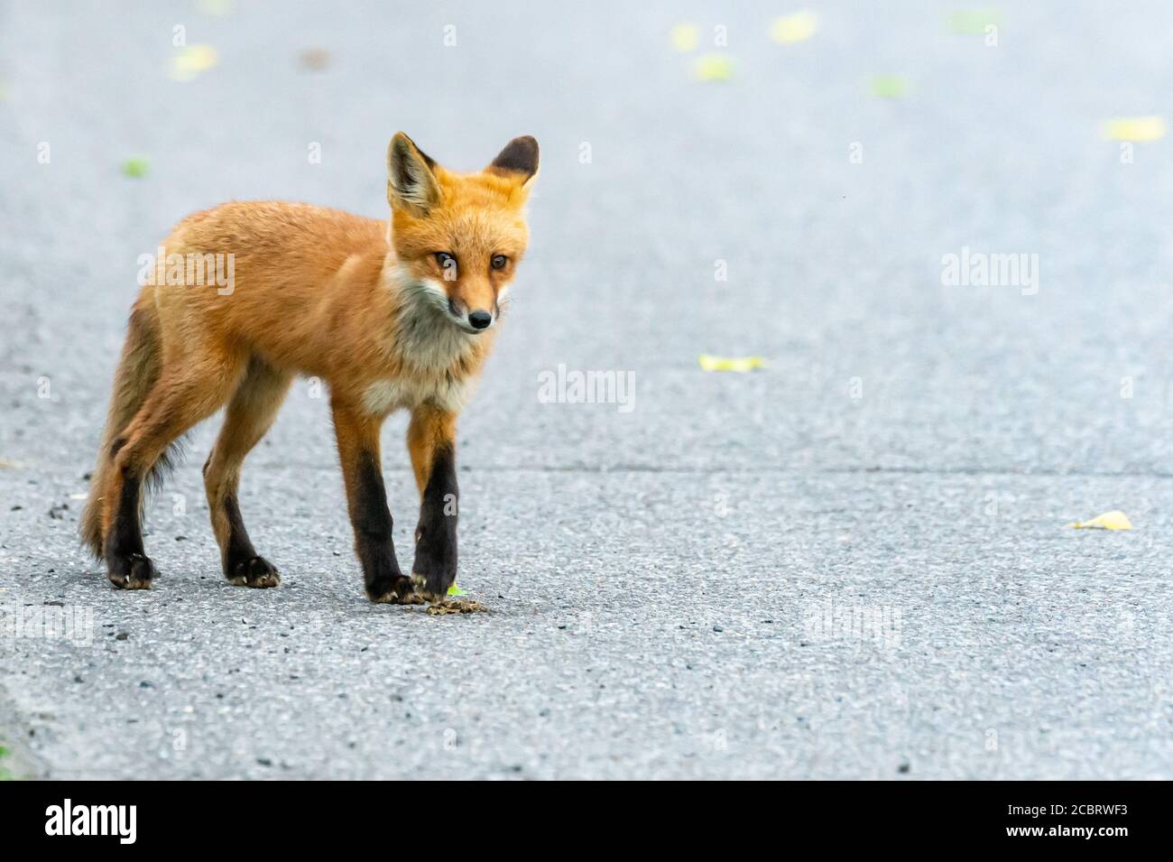 The fox brothers in my country Stock Photo - Alamy