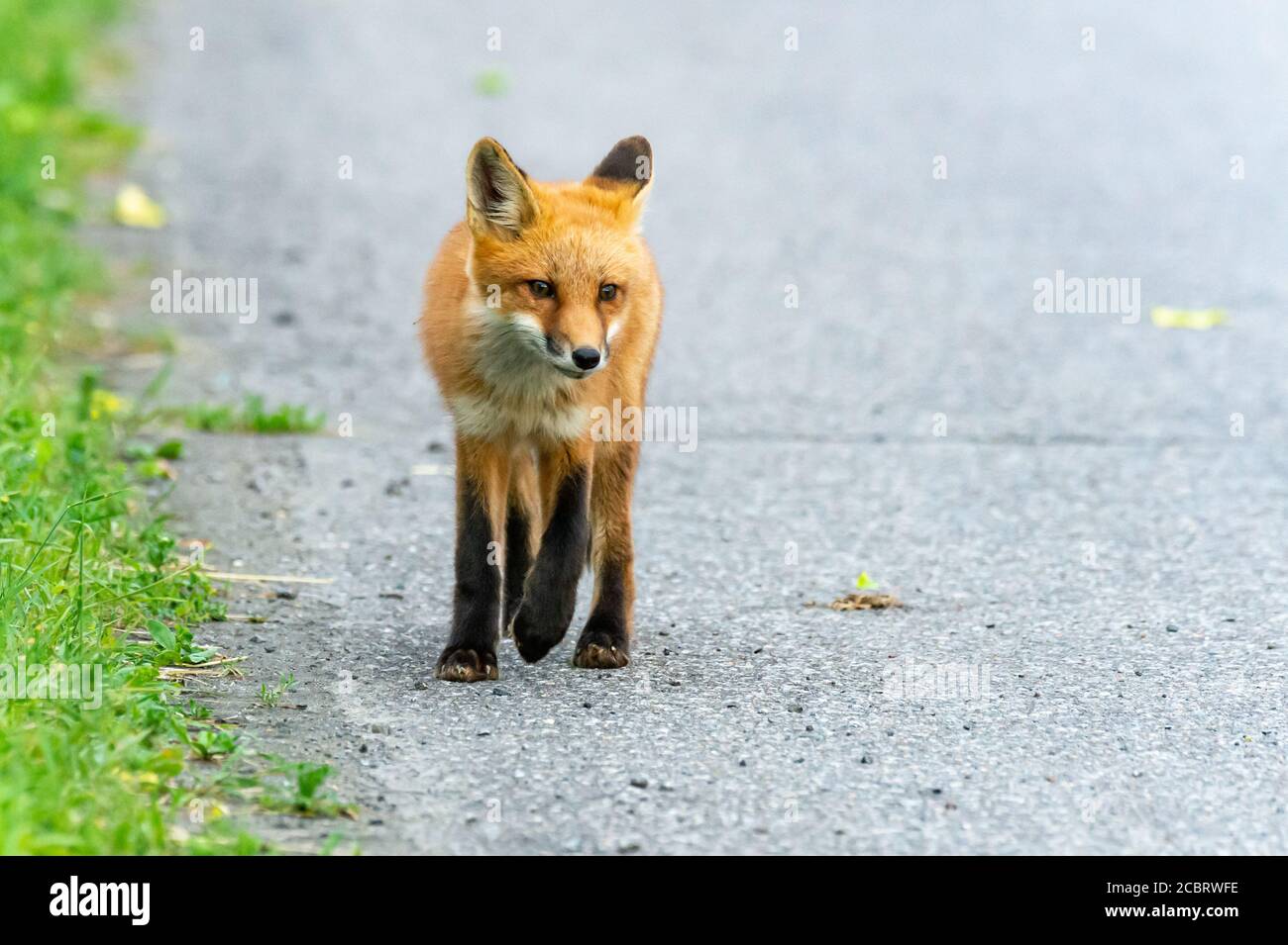 The fox brothers in my country Stock Photo - Alamy