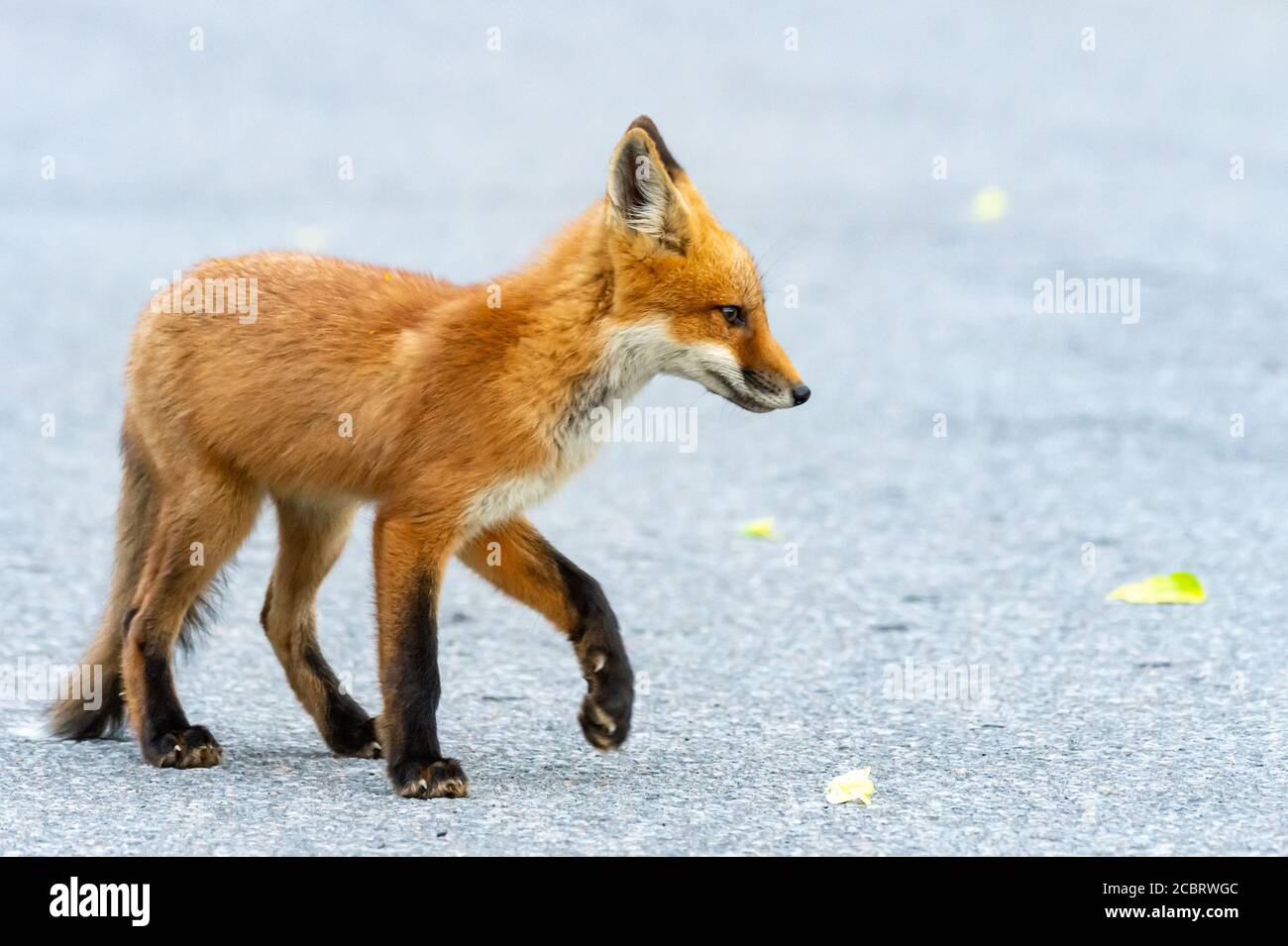 The fox brothers in my country Stock Photo - Alamy