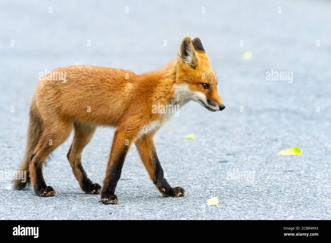 Country foxes hi-res stock photography and images - Alamy