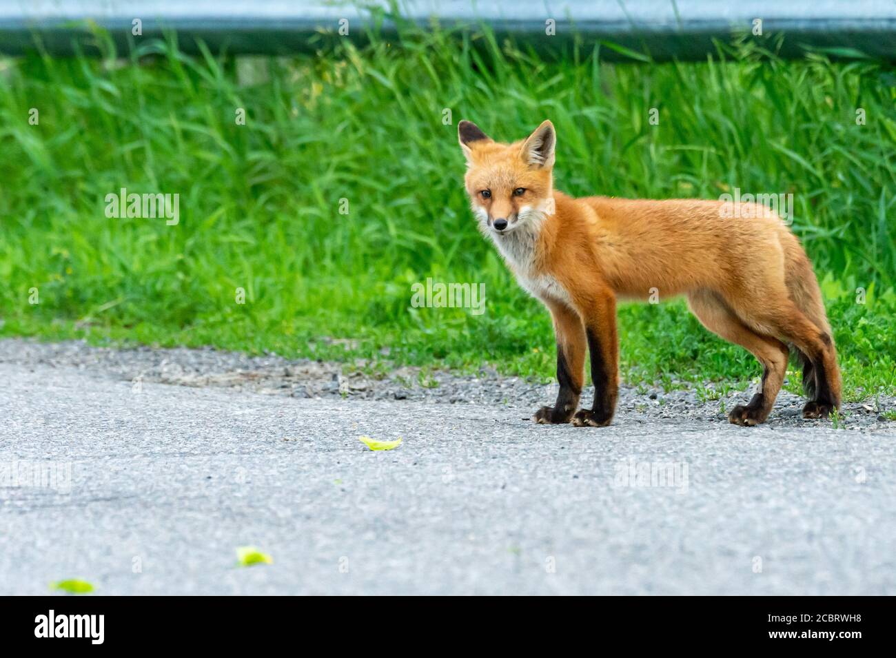 The fox brothers in my country Stock Photo - Alamy