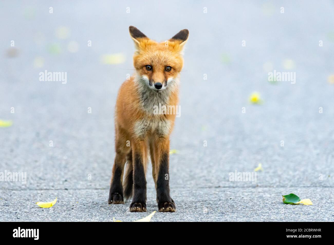 The fox brothers in my country Stock Photo - Alamy