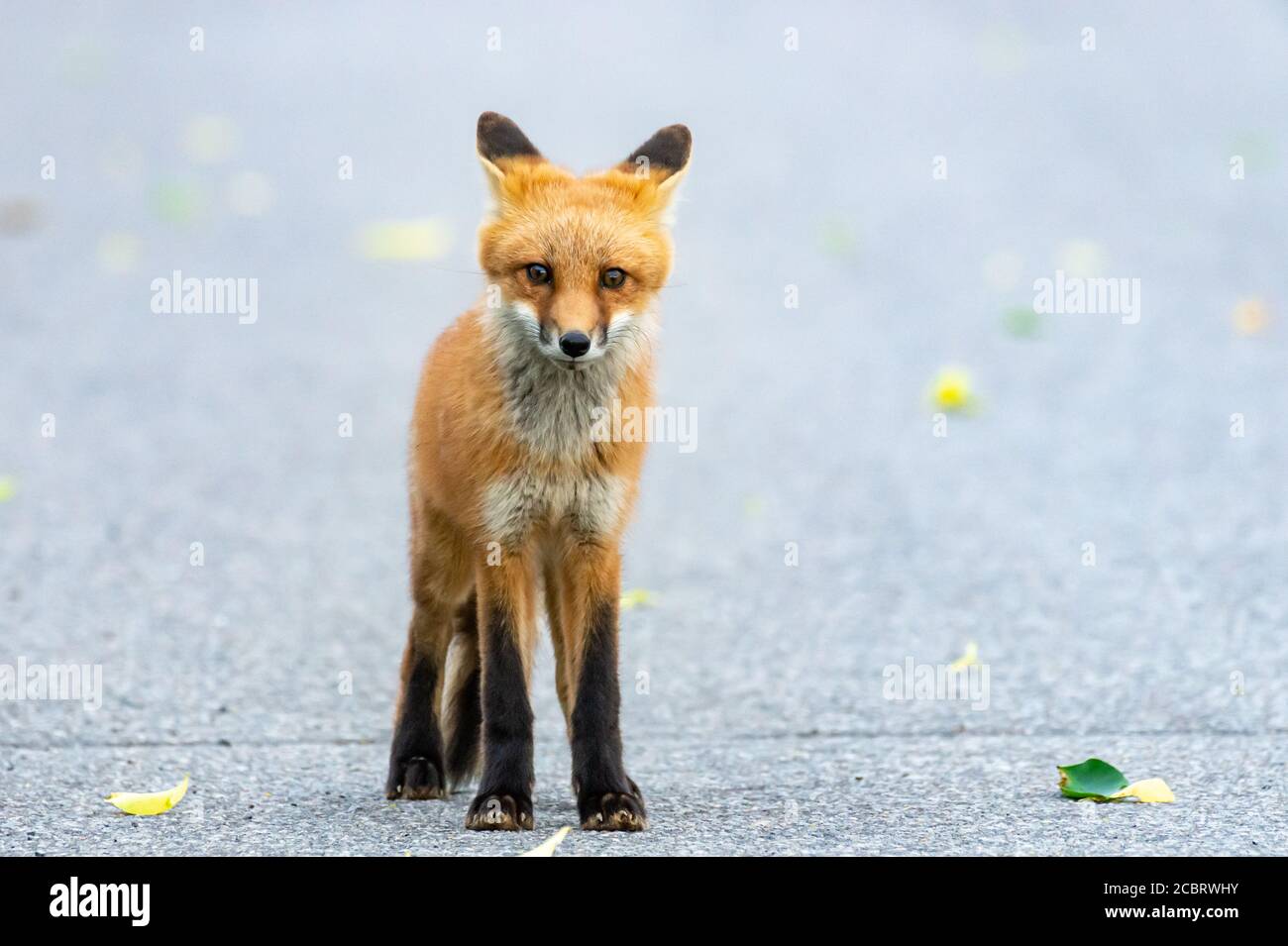The fox brothers in my country Stock Photo - Alamy