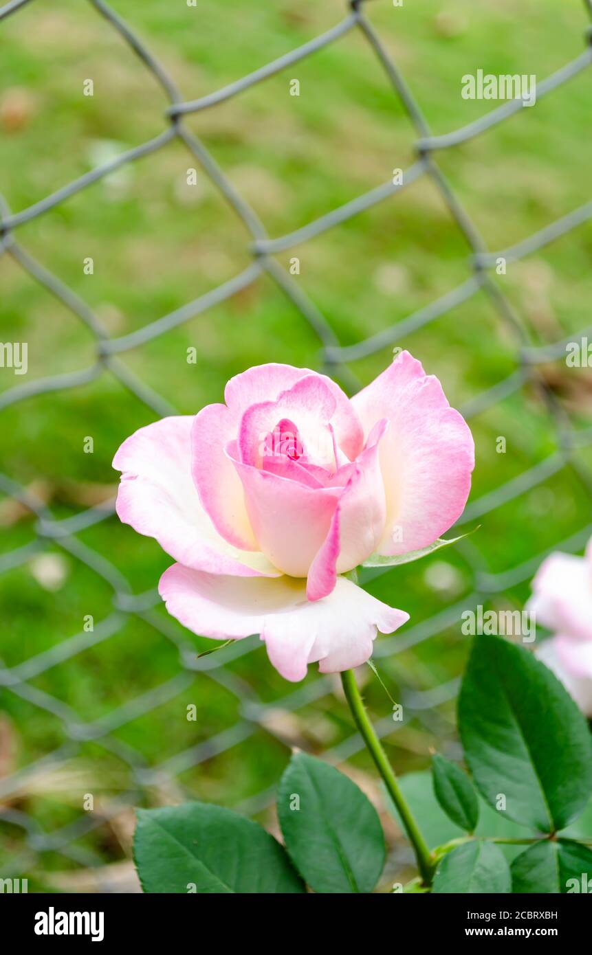 Pale color tea hi-res stock photography and images - Alamy