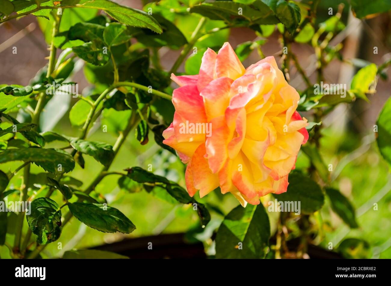 Rose In A Graden Stock Photo - Alamy