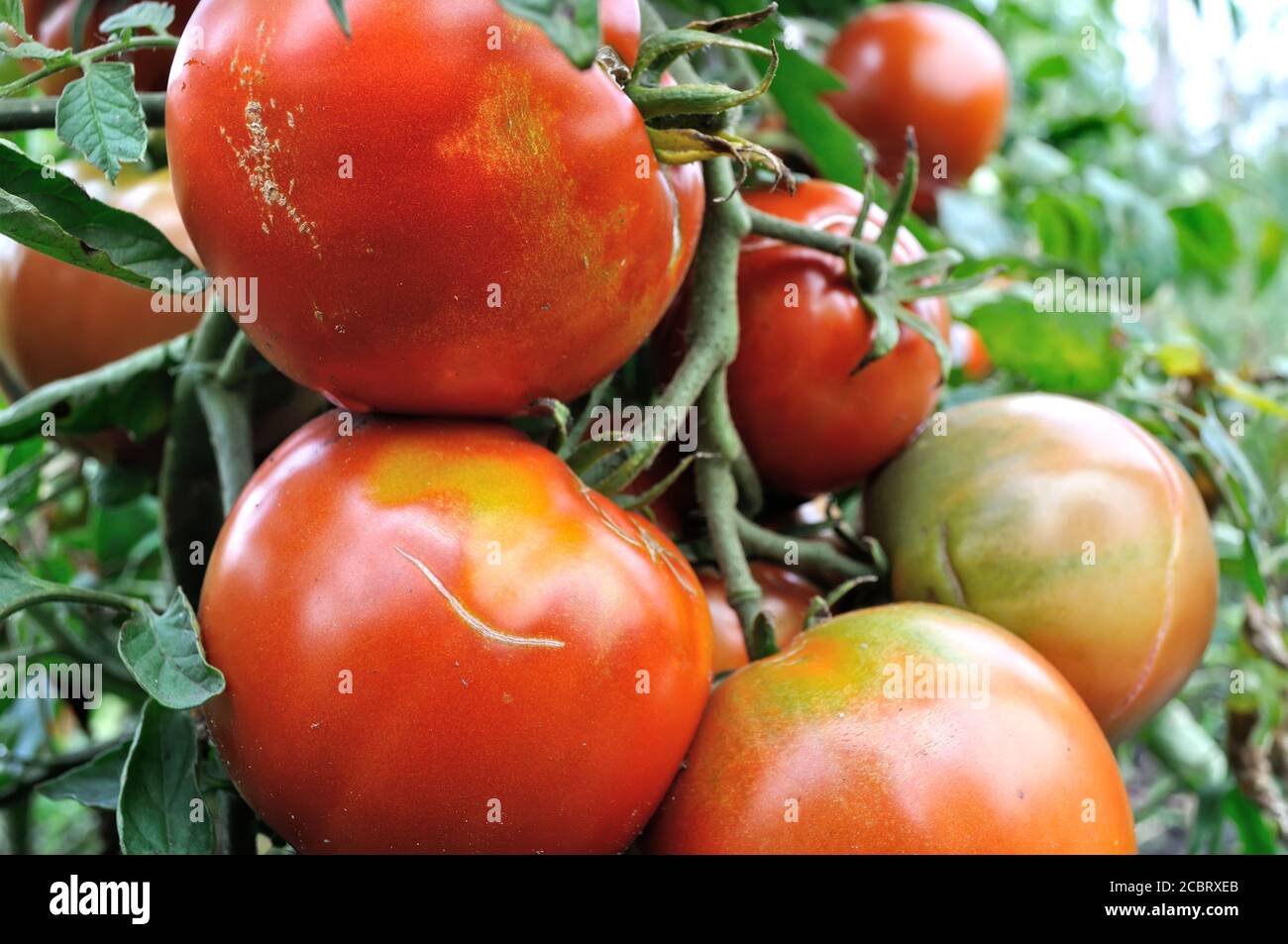 close-up or ripening organic red tomatoes in the vegetable garden Stock ...